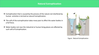 Microbial Dynamics in Eutrophication | PPT