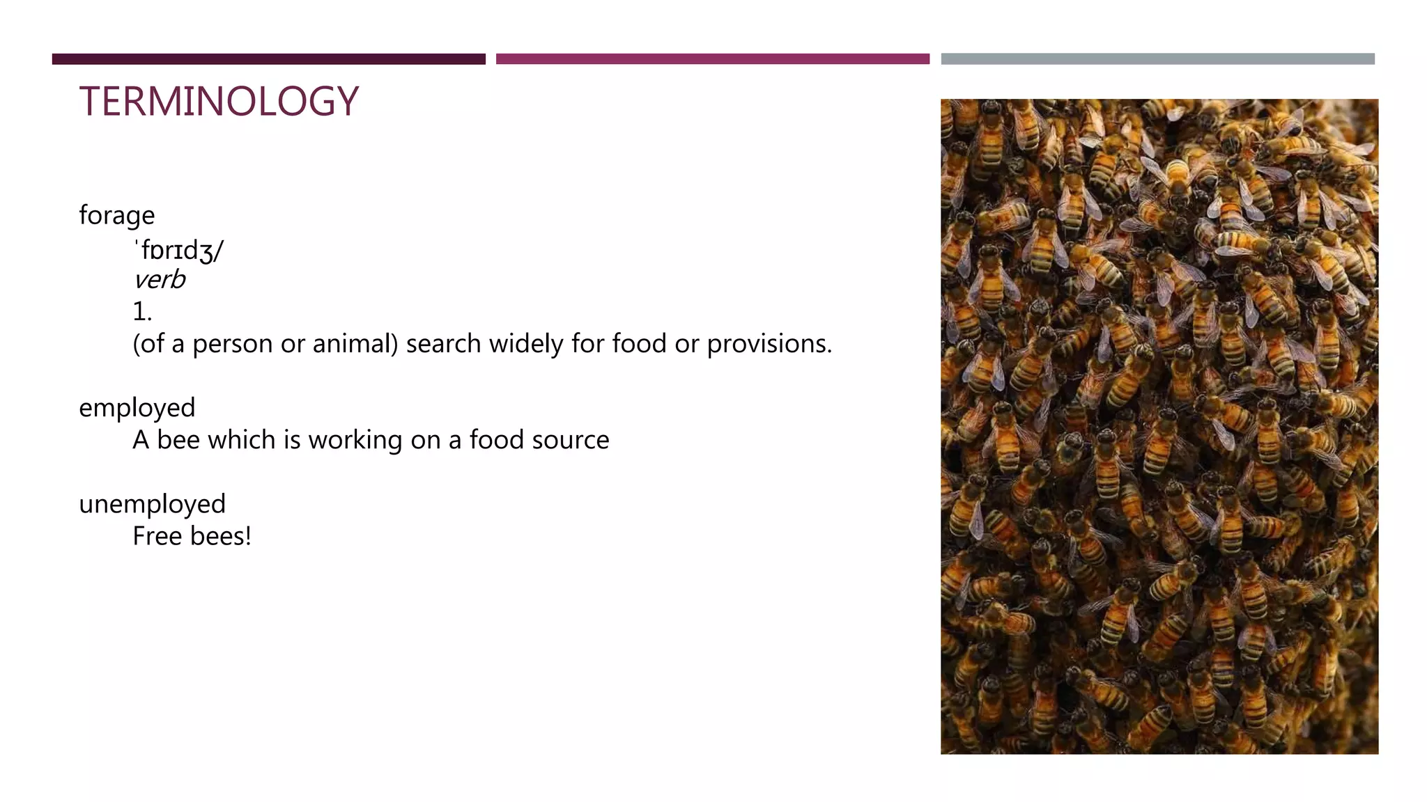 Artificial Bee Colony: An introduction | PPTX