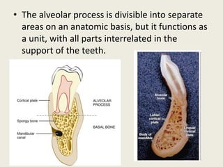 Supporting Alveolar Bone