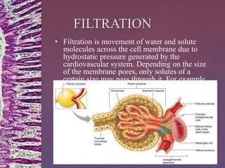 PASSIVE TRANSPORT SYSTEM | PPTX | Chemistry | Science