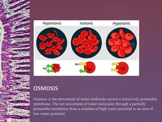 PASSIVE TRANSPORT SYSTEM | PPTX