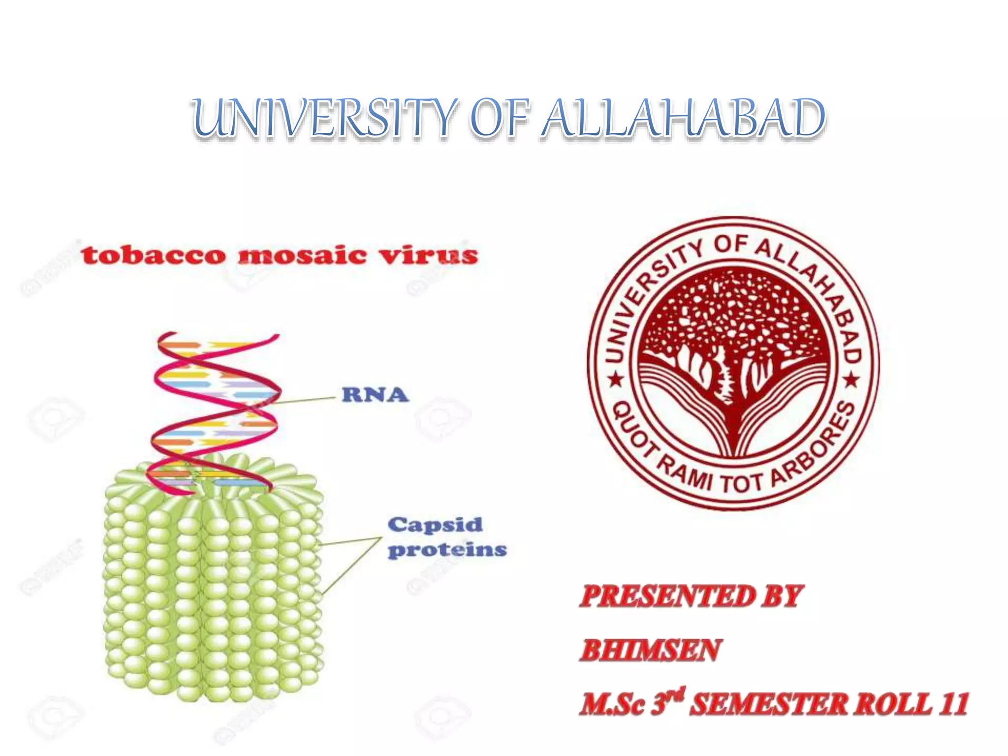 tobacco mosaic virus | PPTX