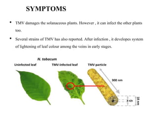tobacco mosaic virus | PPTX