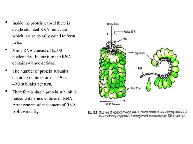 tobacco mosaic virus | PPT
