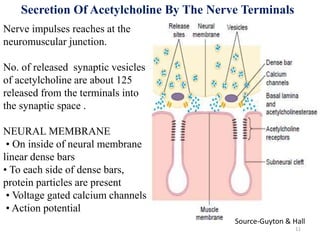 Presentation NEUROMUSCULAR JUNCTION | PPTX | Brain and Nervous System ...
