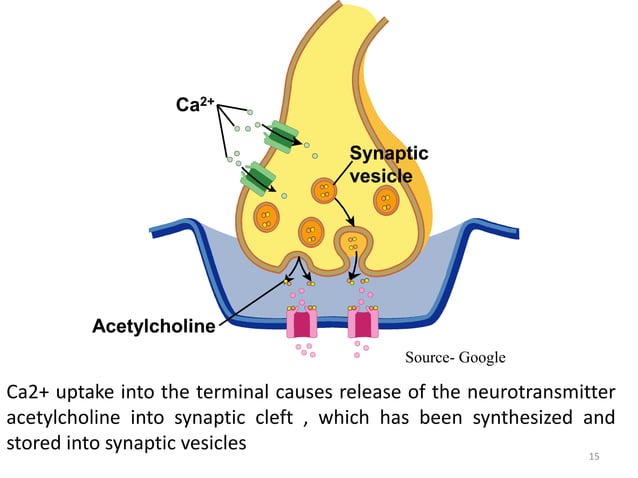 Presentation NEUROMUSCULAR JUNCTION | PPTX | Brain and Nervous System ...