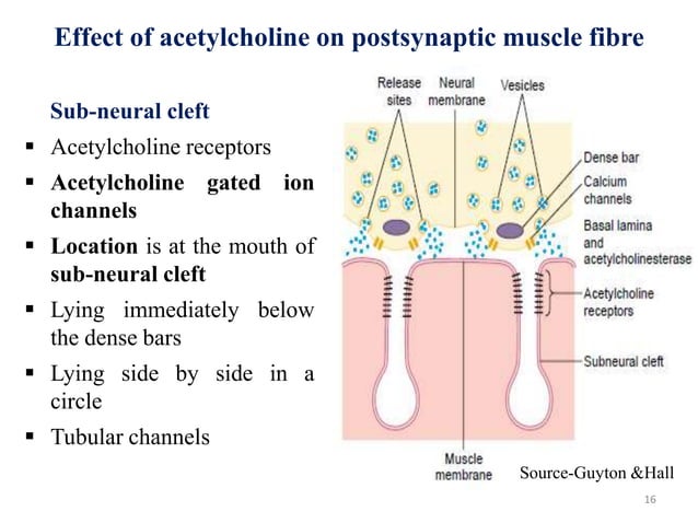 Presentation NEUROMUSCULAR JUNCTION | PPTX | Brain and Nervous System ...