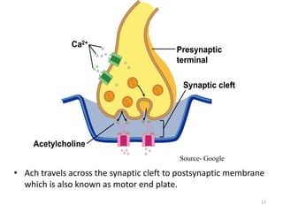 Presentation NEUROMUSCULAR JUNCTION | PPTX