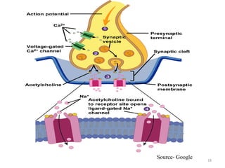Presentation NEUROMUSCULAR JUNCTION | PPTX | Brain and Nervous System ...