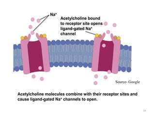 Presentation NEUROMUSCULAR JUNCTION | PPTX | Brain and Nervous System ...