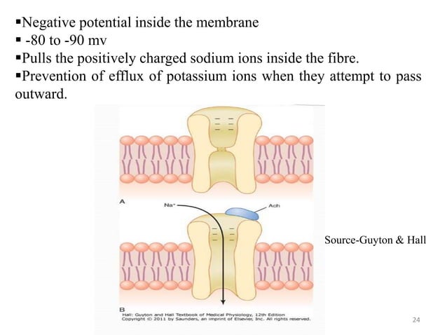 Presentation NEUROMUSCULAR JUNCTION | PPTX | Brain and Nervous System ...