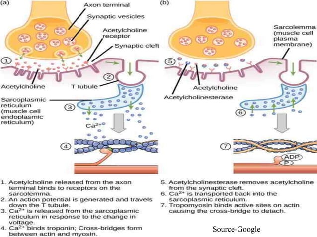 Presentation NEUROMUSCULAR JUNCTION | PPTX | Brain and Nervous System ...