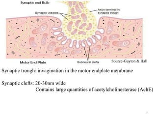 Presentation NEUROMUSCULAR JUNCTION | PPTX | Brain and Nervous System ...