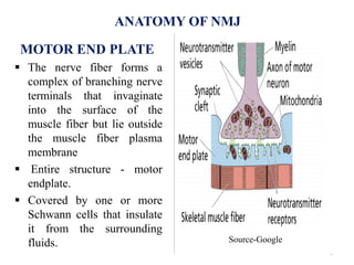 Neuromuscular Junction Model Motor End Plate