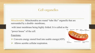 Plant Cell Assignmen | PPT
