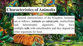 Animalia | PPT