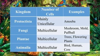 Animalia | PPTX