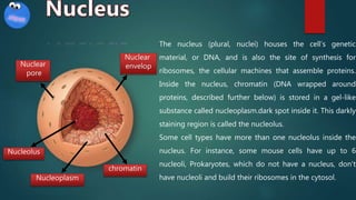 THE CELL | PPTX