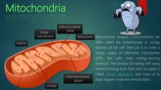 THE CELL | PPTX | Biological Sciences | Science
