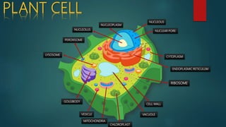 THE CELL | PPTX