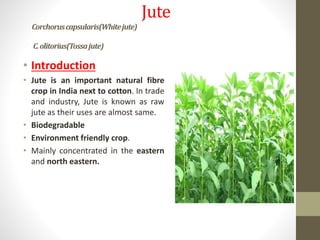 cultivtion of jute | PPTX