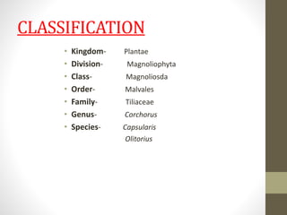 cultivtion of jute | PPTX