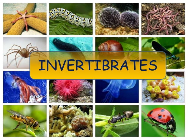 Classification and variation | PPTX | Reptiles | Pets