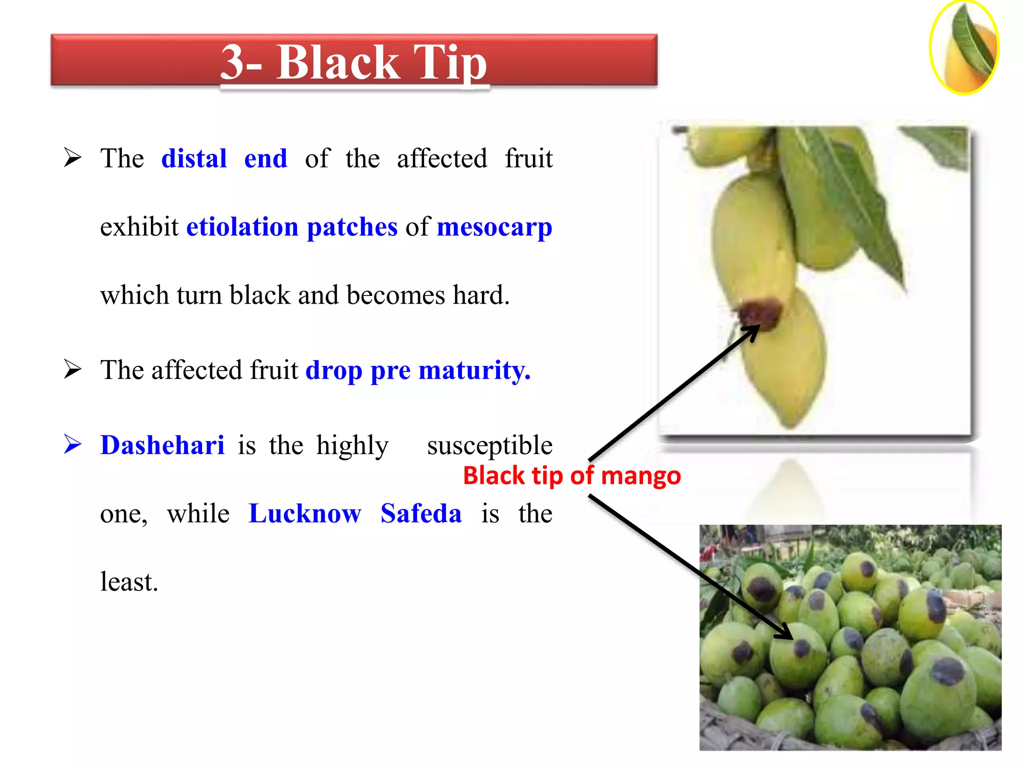 Important Physiological Disorders of Mango | PPTX