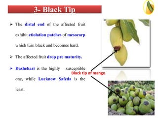 Important Physiological Disorders of Mango | PPTX