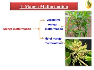 Important Physiological Disorders of Mango | PPTX