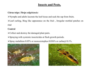 Citrus: An over view | PPTX | Gardening | Home & Garden