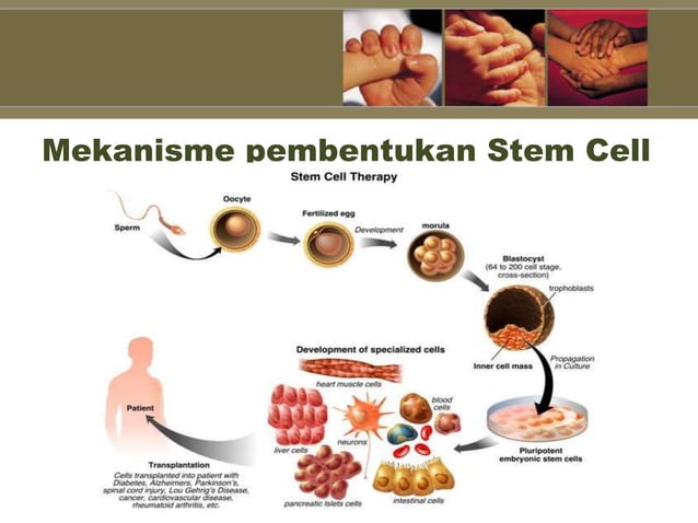 STEM CELL BIOETIKA | PPTX