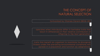 Natural Selection | PPT