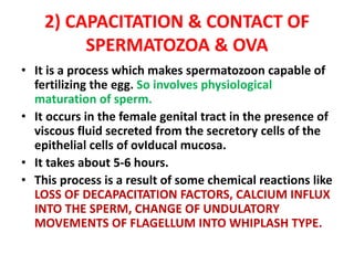 fertilization | PPTX | Infertility | Reproductive Health