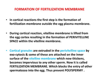 fertilization | PPTX