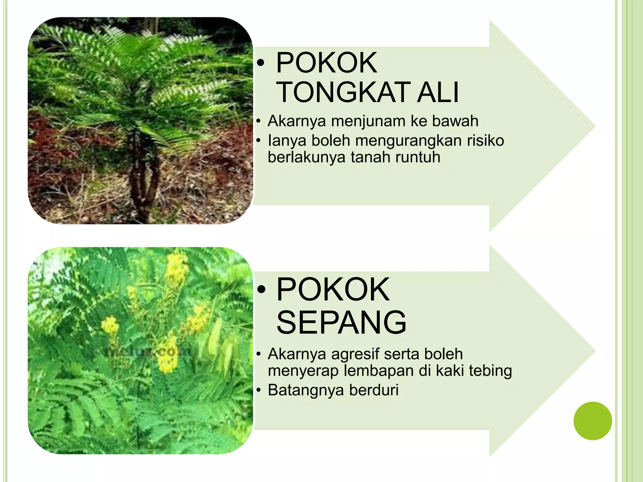 lmcp1502 pokok berkhasiat dan mengukuhkan jalan raya | PPT