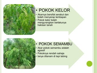 lmcp1502 pokok berkhasiat dan mengukuhkan jalan raya | PPT