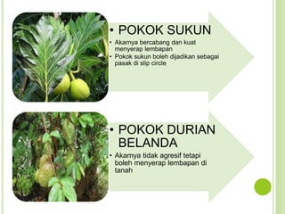 lmcp1502 pokok berkhasiat dan mengukuhkan jalan raya | PPT