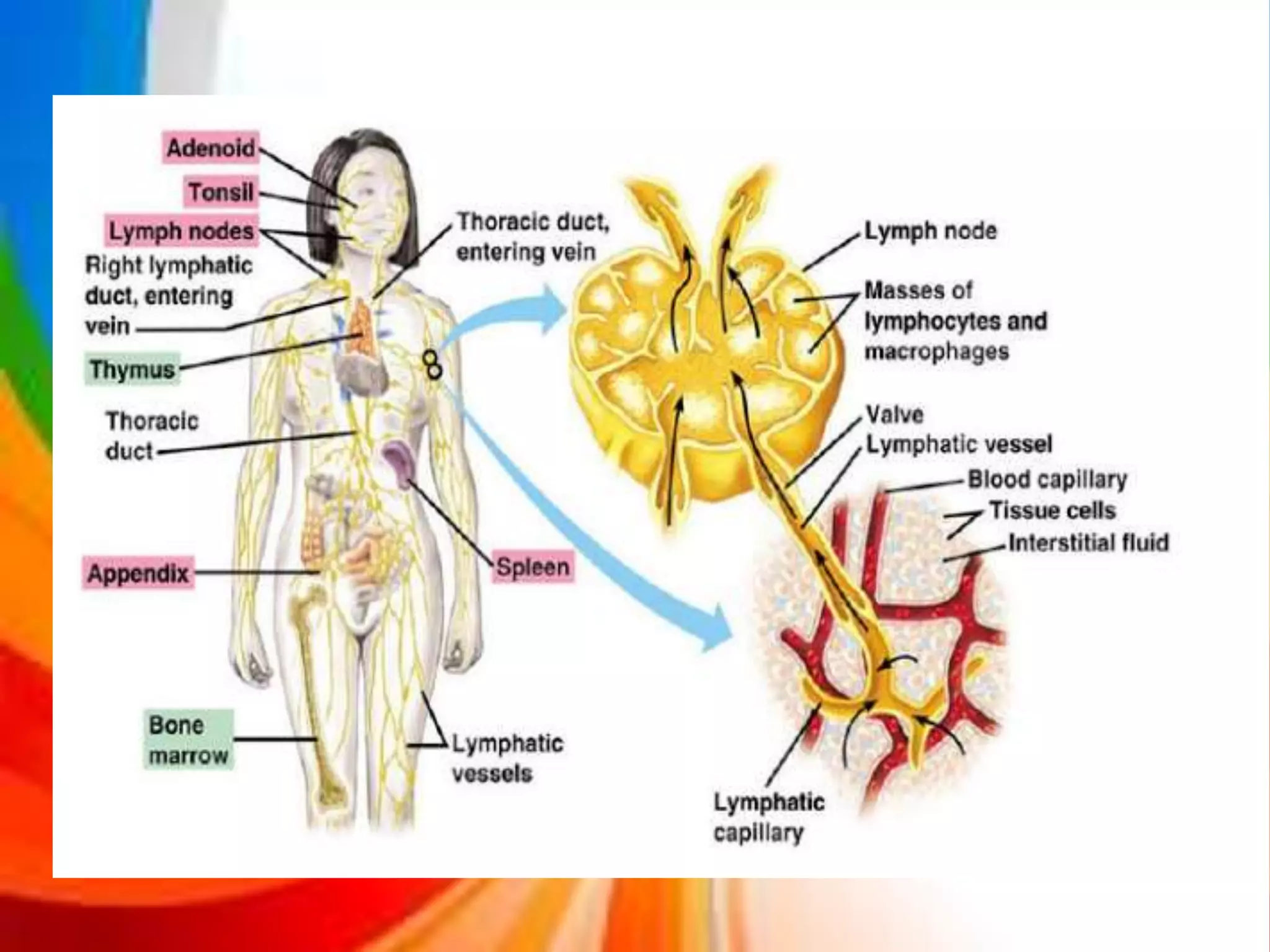BIOLOGI "Sistem Imunitas" | PPTX
