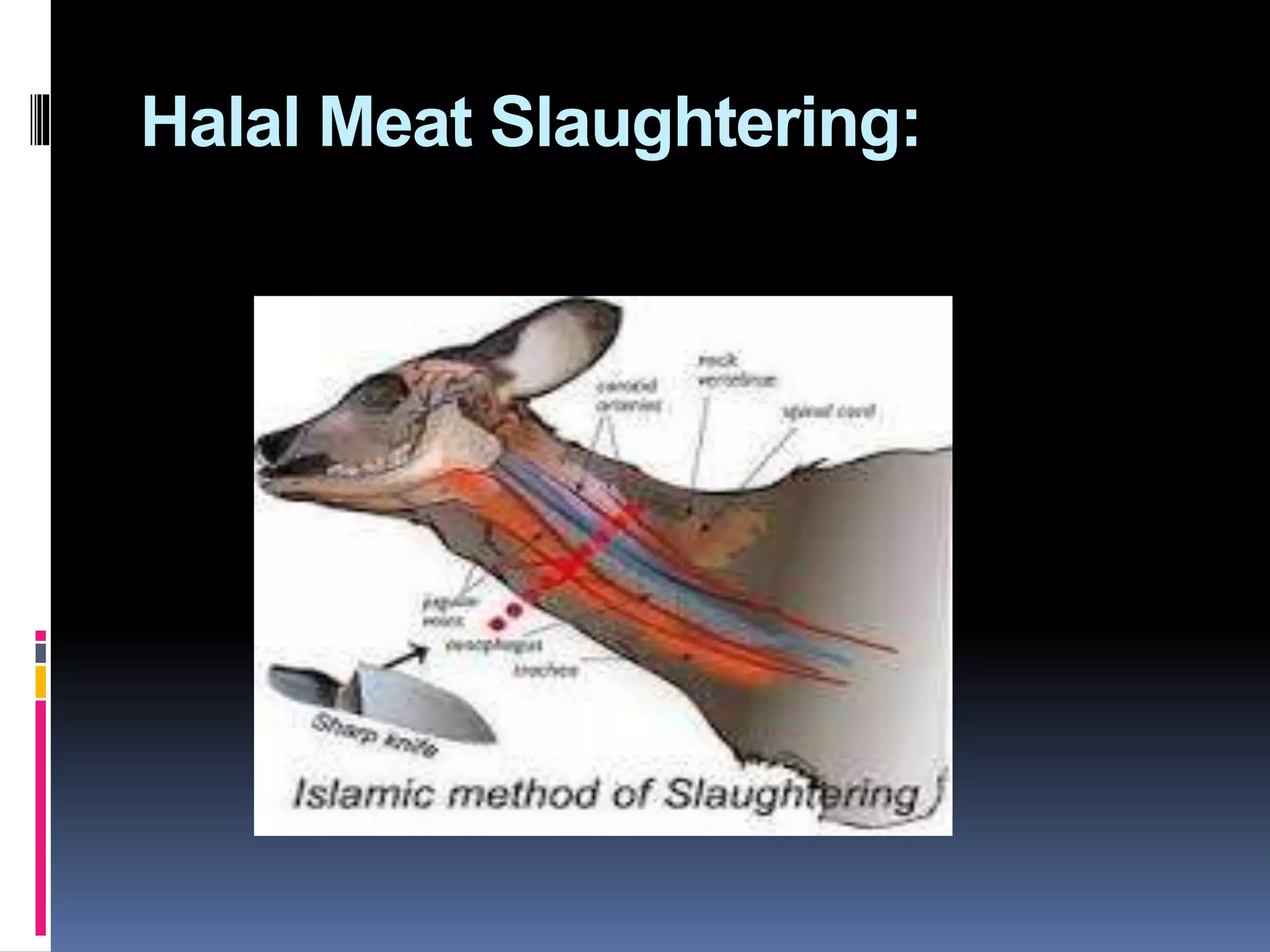 Halal Meat Slaughtering | PPTX