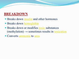 anatomy of liver by sabareesan | PPTX
