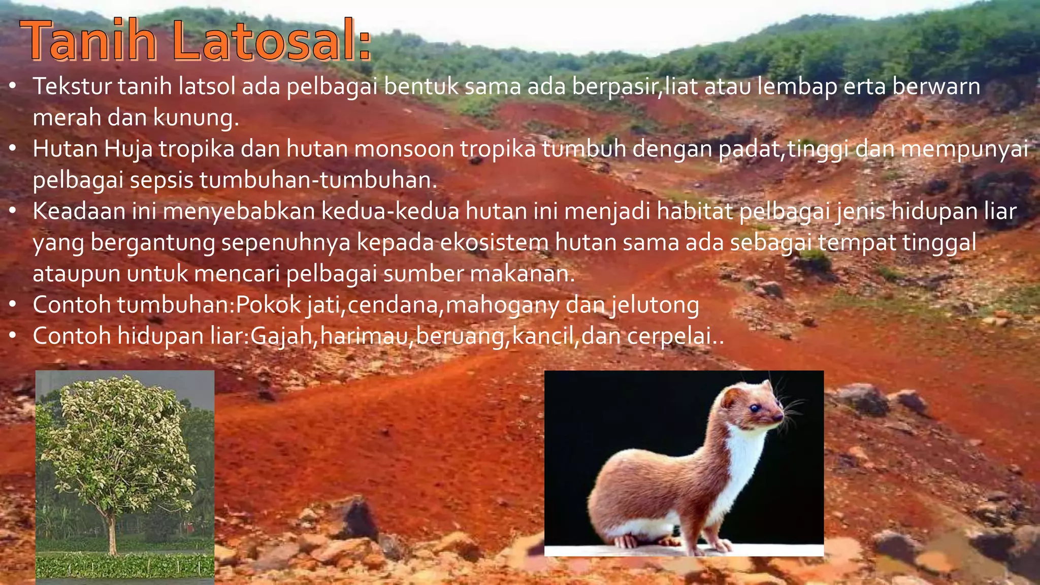 Pengaruh Persekitaran Fizikal Terhadap kepelbagaian tumbuh-tumbuhan ...