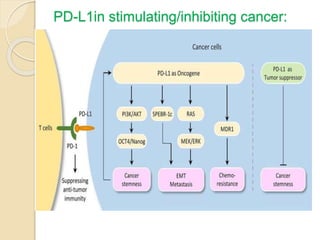 PD-L1 ROLE IN CANCER IMMUNOTHERAPY | PPTX