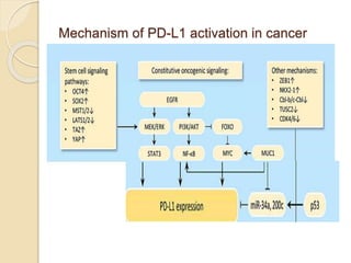 PD-L1 ROLE IN CANCER IMMUNOTHERAPY | PPTX