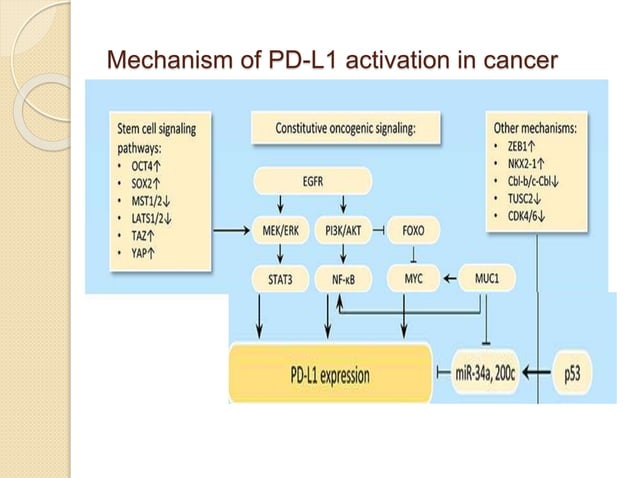 PD-L1 ROLE IN CANCER IMMUNOTHERAPY | PPTX | Cancer | Diseases and ...