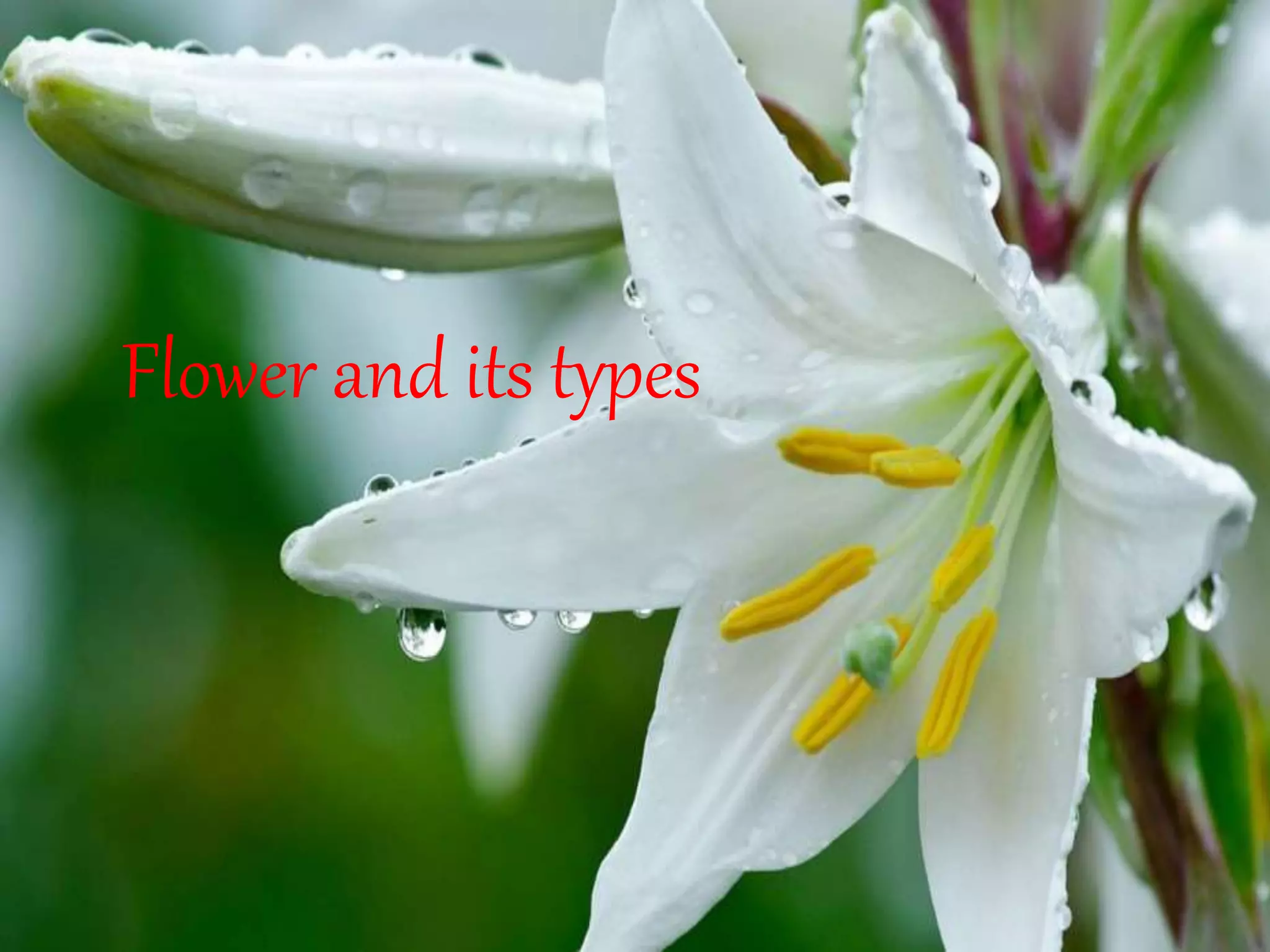 TYPES OF FLOWERS, FRUITS,DICOT AND MONOCOT SEEDS | PPTX