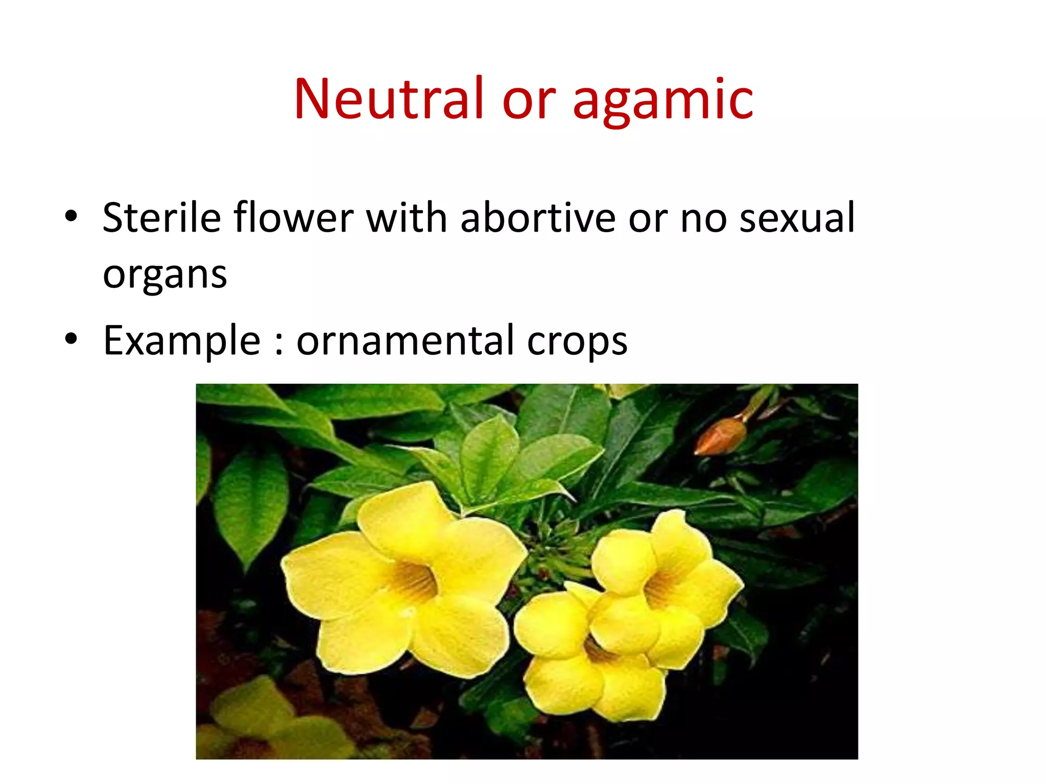 TYPES OF FLOWERS, FRUITS,DICOT AND MONOCOT SEEDS | PPTX