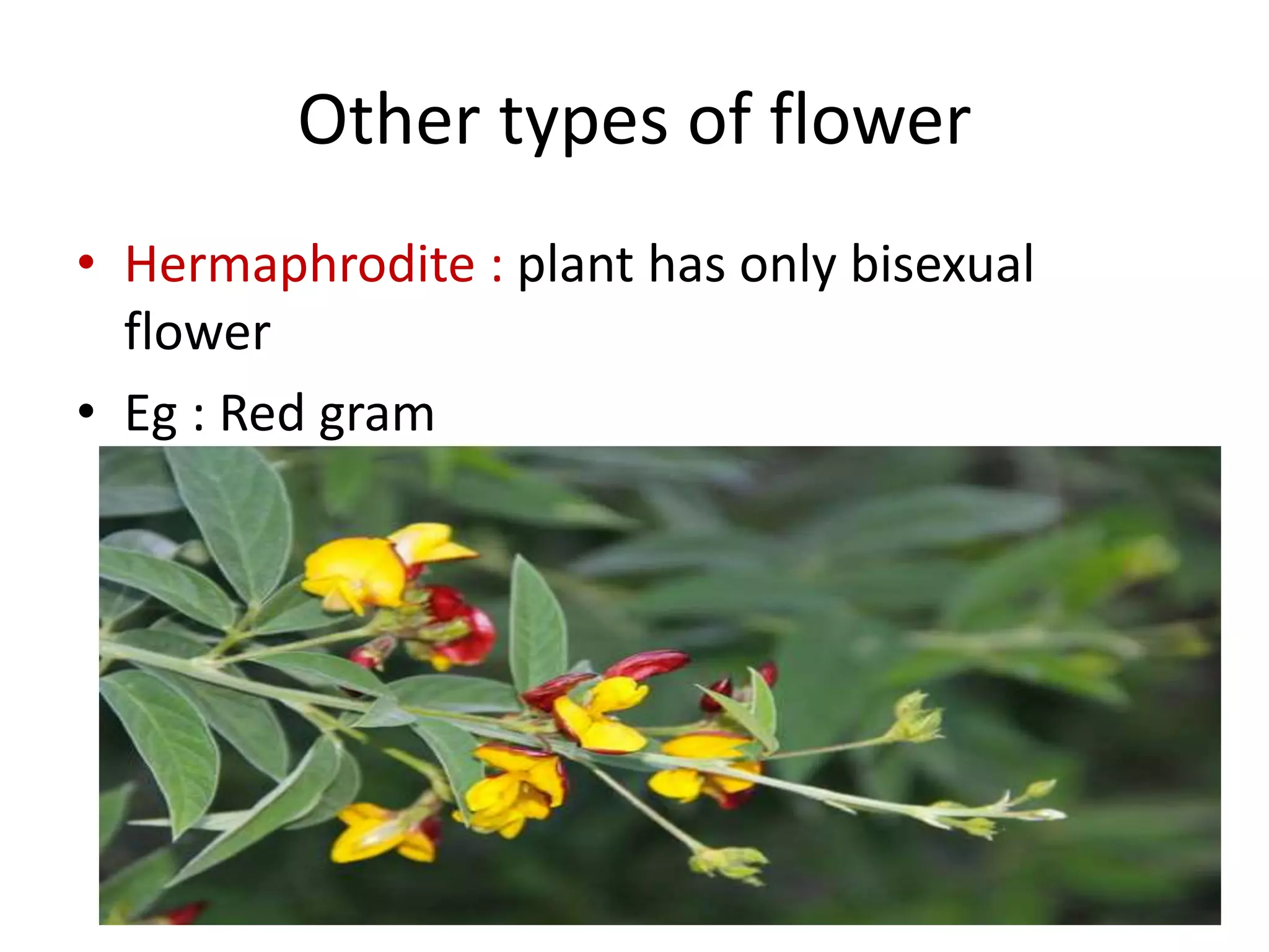 TYPES OF FLOWERS, FRUITS,DICOT AND MONOCOT SEEDS | PPTX