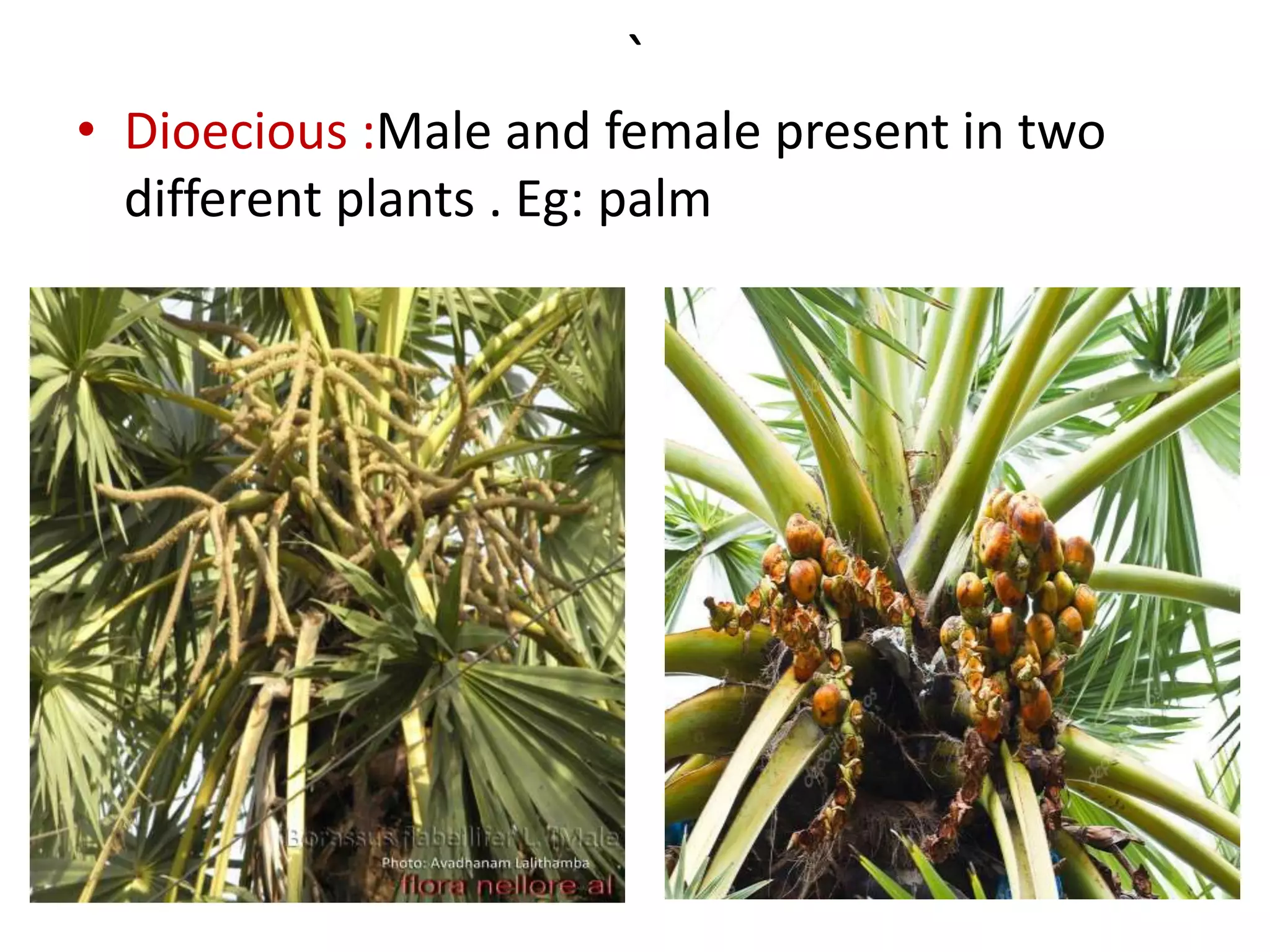 TYPES OF FLOWERS, FRUITS,DICOT AND MONOCOT SEEDS | PPTX