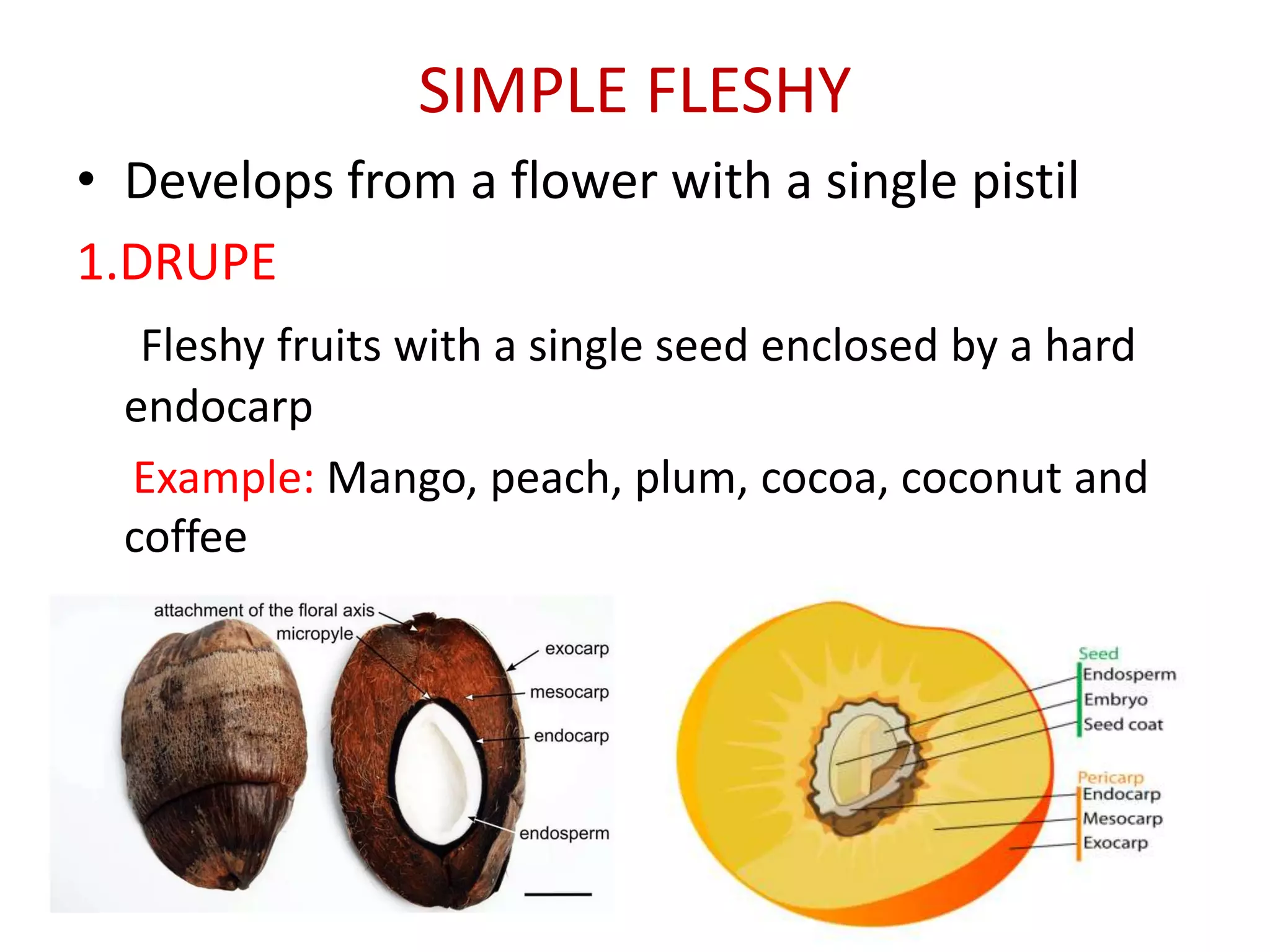 TYPES OF FLOWERS, FRUITS,DICOT AND MONOCOT SEEDS | PPTX